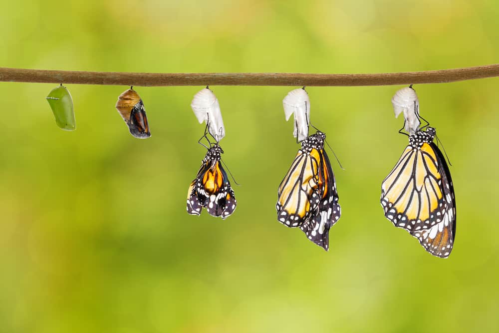 Embrace Transformation in all you do this Year! | Christian Learning & News