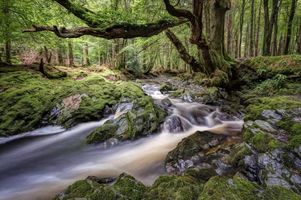 Choose To Stay Planted | Christian Learning & News