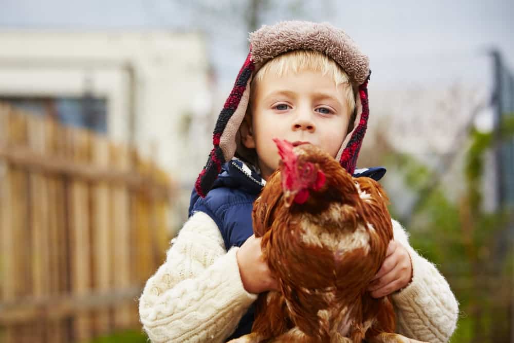 Frozen Chicken Or NOT Christian Learning News frozen-chicken-or-not-christian-learning-news