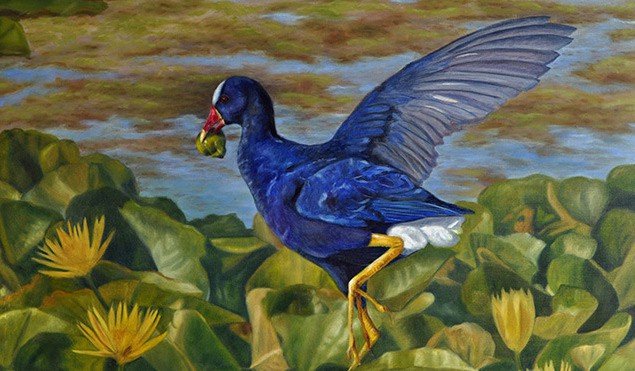 New Wildlife Series Shows God In His Marvelous Creation | Christian ...