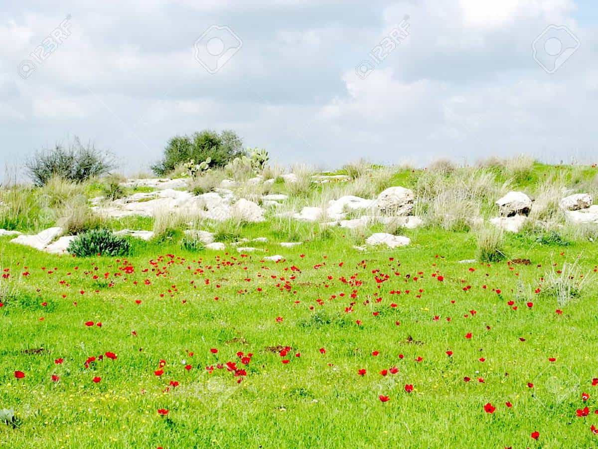 Shoham: A Thriving Young Town of Israel | Christian Learning & News