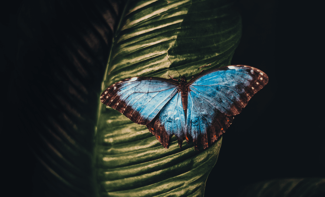 Exploring the Phenomenon of Christian Revivals | Christian Learning & News