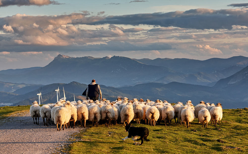 Good Shepherd: The Strength Of The Sheep | Christian Learning & News