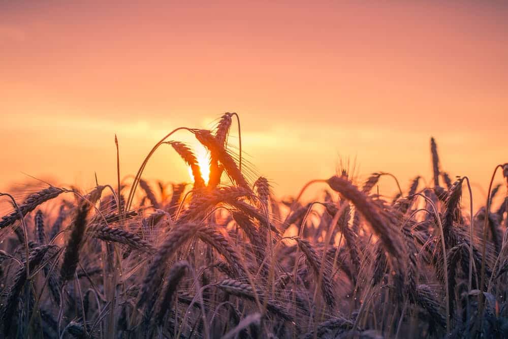The Wheat And The Tares: A Coming Harvest | Christian Learning & News