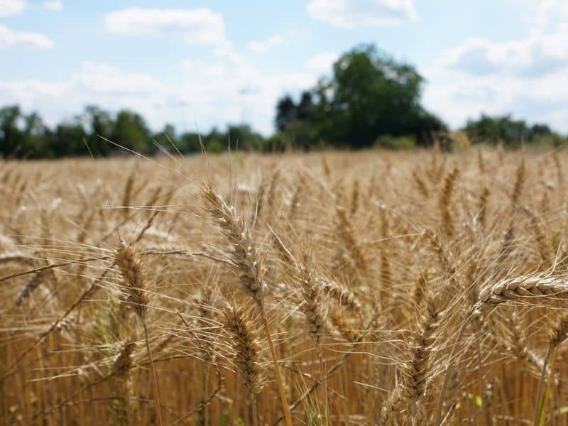 What Was Boaz's Responsibility As A Kinsman-Redeemer? | Christian ...