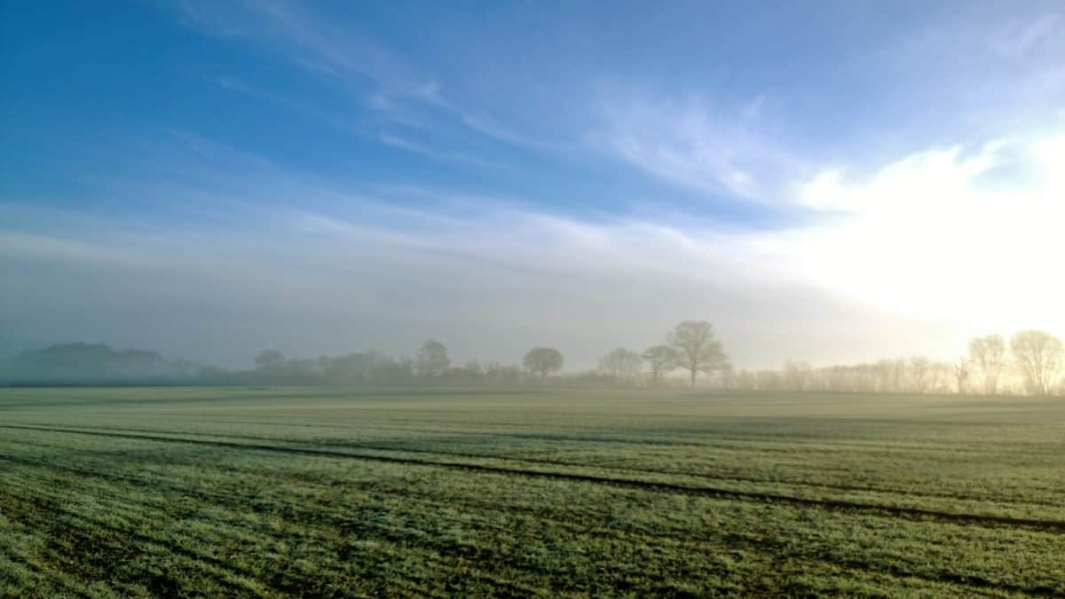 Israeli Scientists Develop Bio-Sensor to Detect Plant Stress and ...