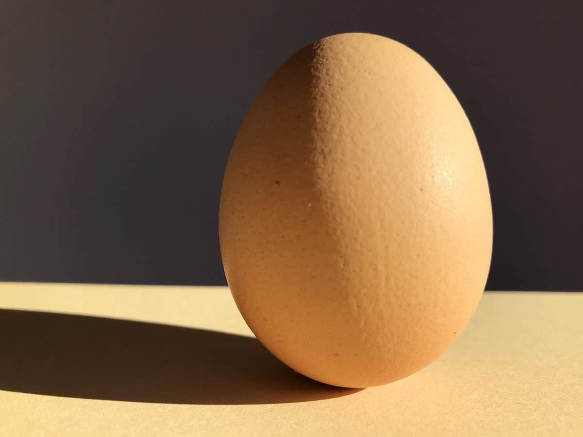 Israeli Archeologists Recover Rare Intact 1,000-year-old Chicken Egg ...