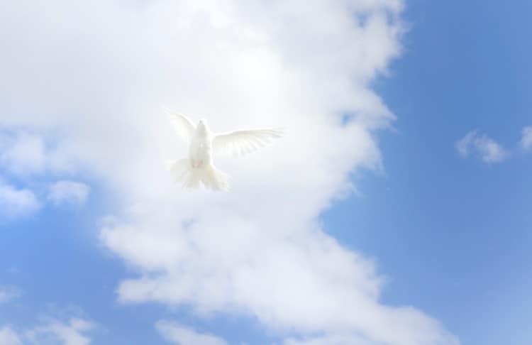 God's Word For You Today: The Holy Spirit Will Testify Jesus ...