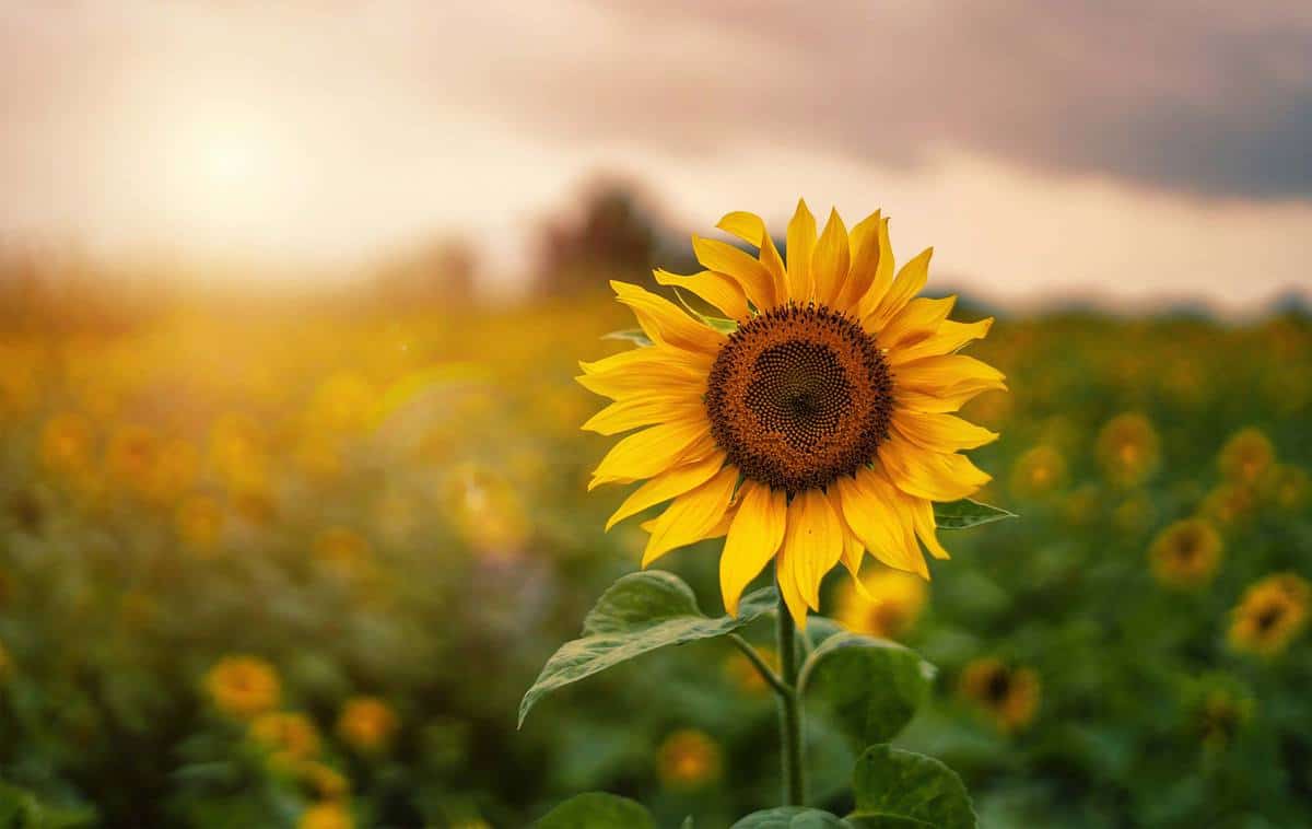 The Sunflower | Christian Learning & News