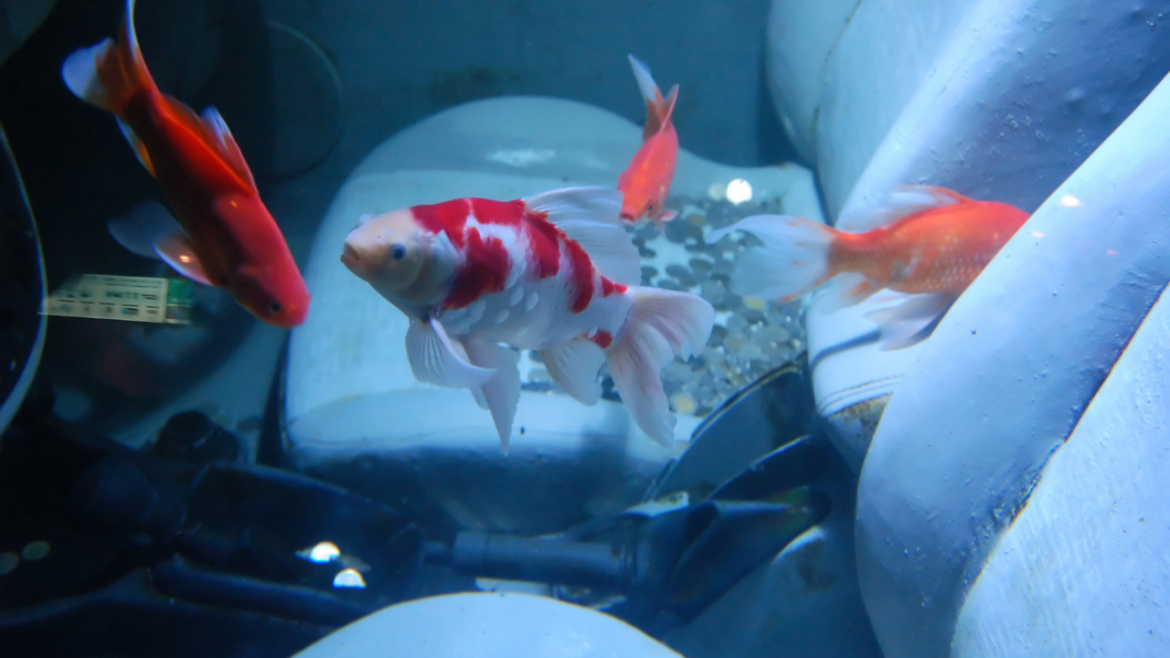 Fish That Can Drive? This is No Tall Tale—Say Researchers in Israel ...