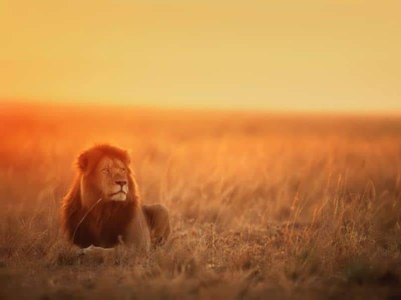 What's So Special In The Tribe Of Judah That The Messiah Would Come ...