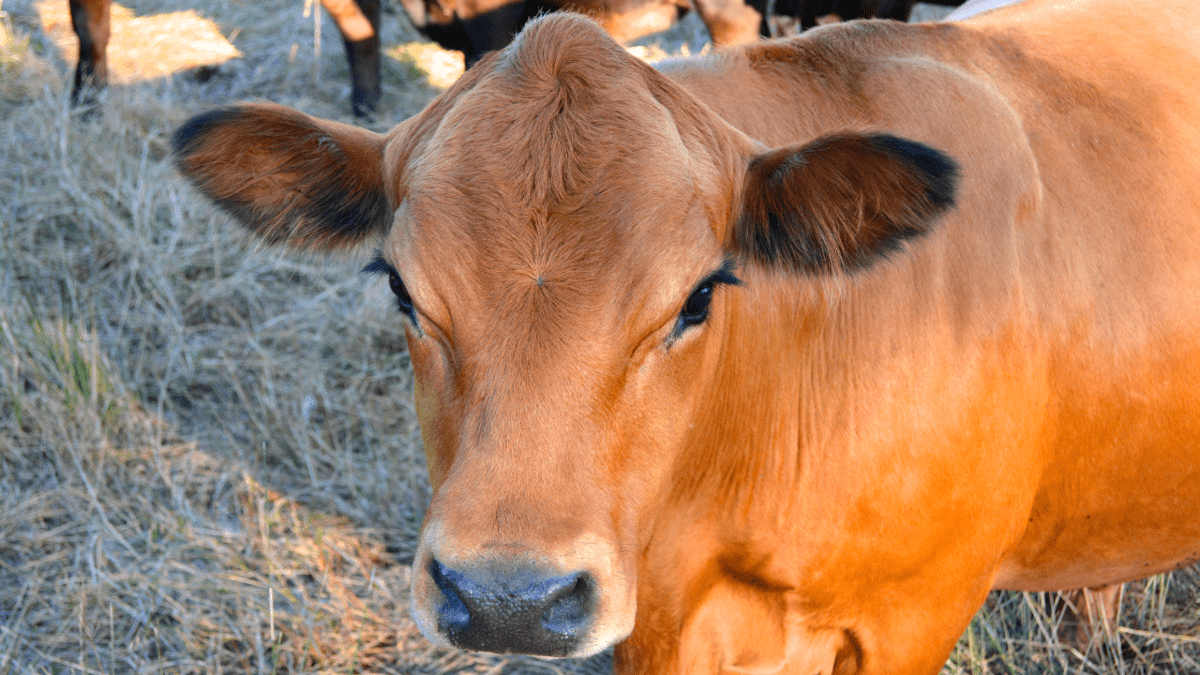 Five Texas Cows Arrive in Israel—Cause Stir of Speculation about End ...