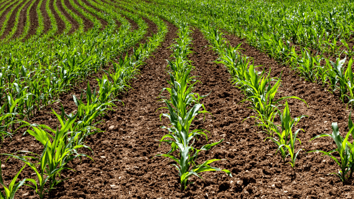 Innovative Israeli Agtech Company Develops Natural Alternative To Toxic ...