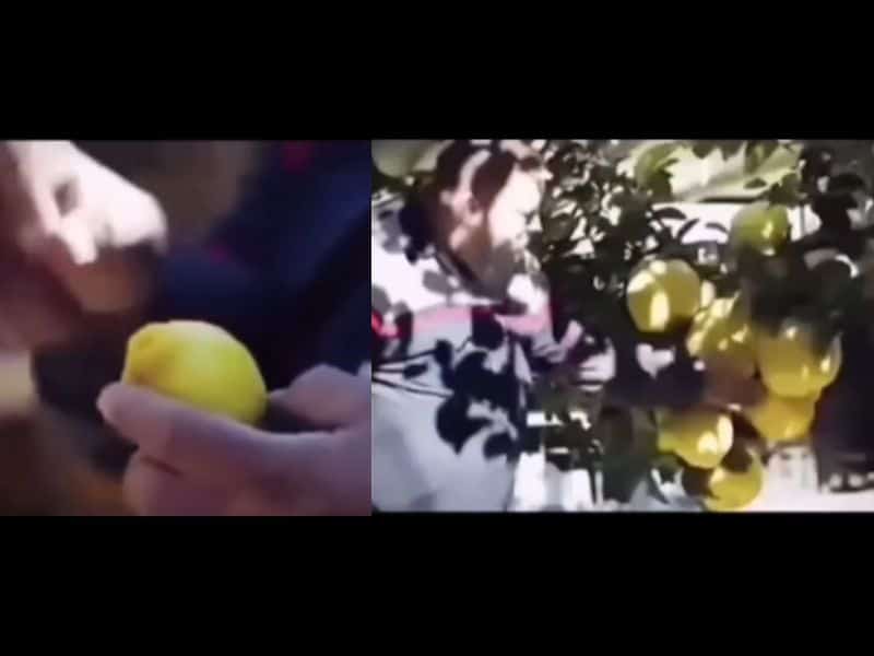 Man Obeys God By Offering His Lemon Tree, Now It Produces Giant-Sized ...