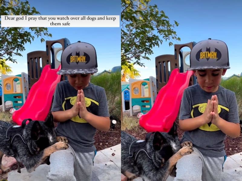 Little Boy Prays For Dogs All Over The World; "So Sweet And Genuine ...