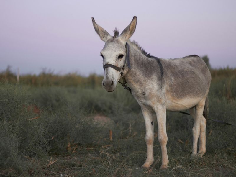 David Bowden Explains Why Jesus Rode A Donkey In His Triumphal Entry To ...