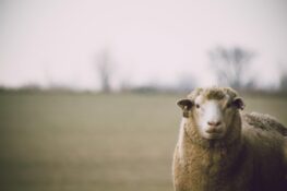 Zamar, The Hebrew Word For Praising God With Music | Christian Learning ...